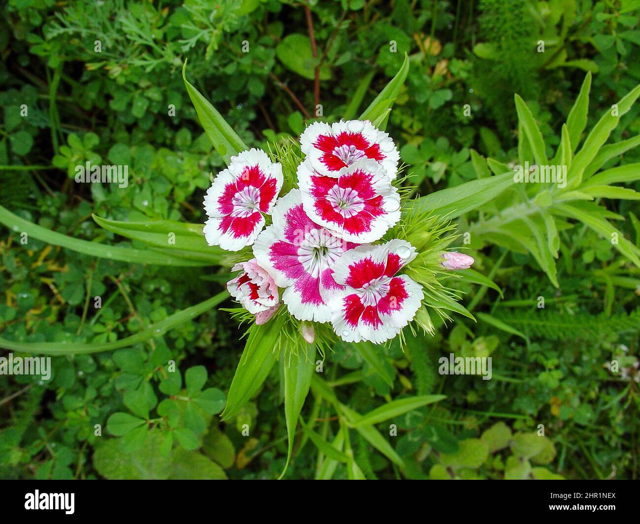 Family caryophyllaceae hi-res stock photography and images - Alamy