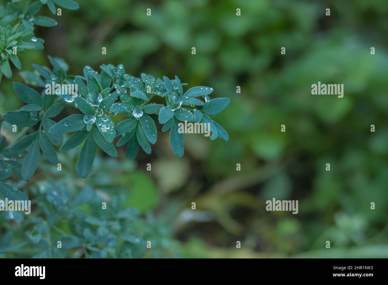 detail of leaves of rue plant with drops of rainwater close up view ...