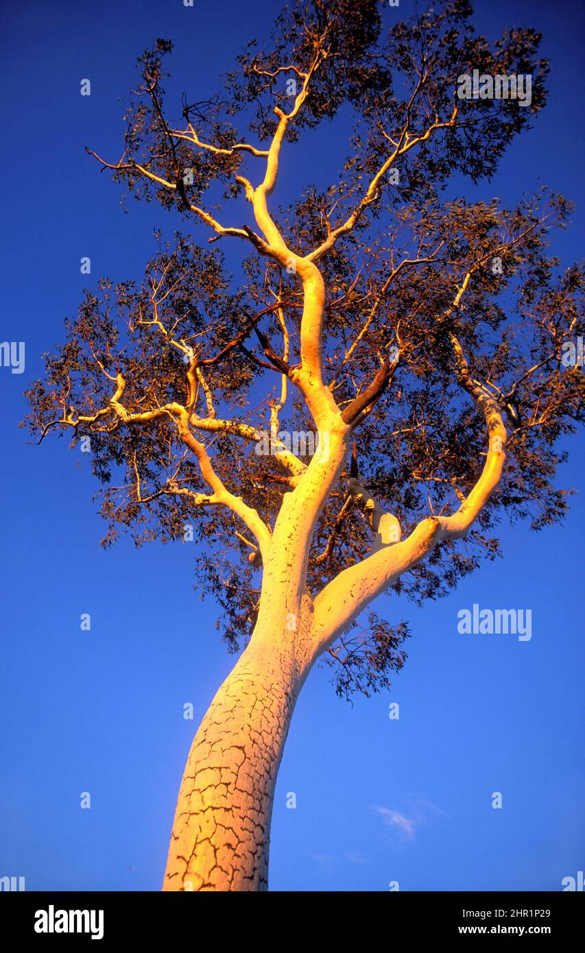 Snappy gum tree (eucalyptus) against blue sky, Northwest Australia ...