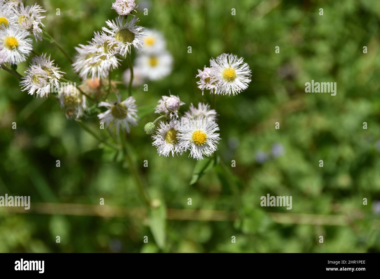 Spring daytime hi-res stock photography and images - Alamy