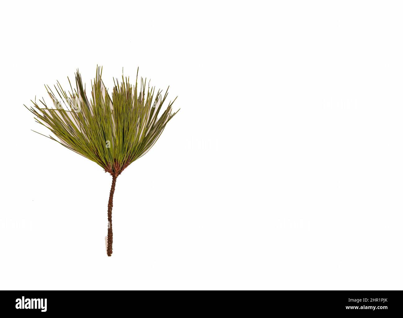 Close up of a leaf of a the evergreen conifer Scots pine, Pinus ...