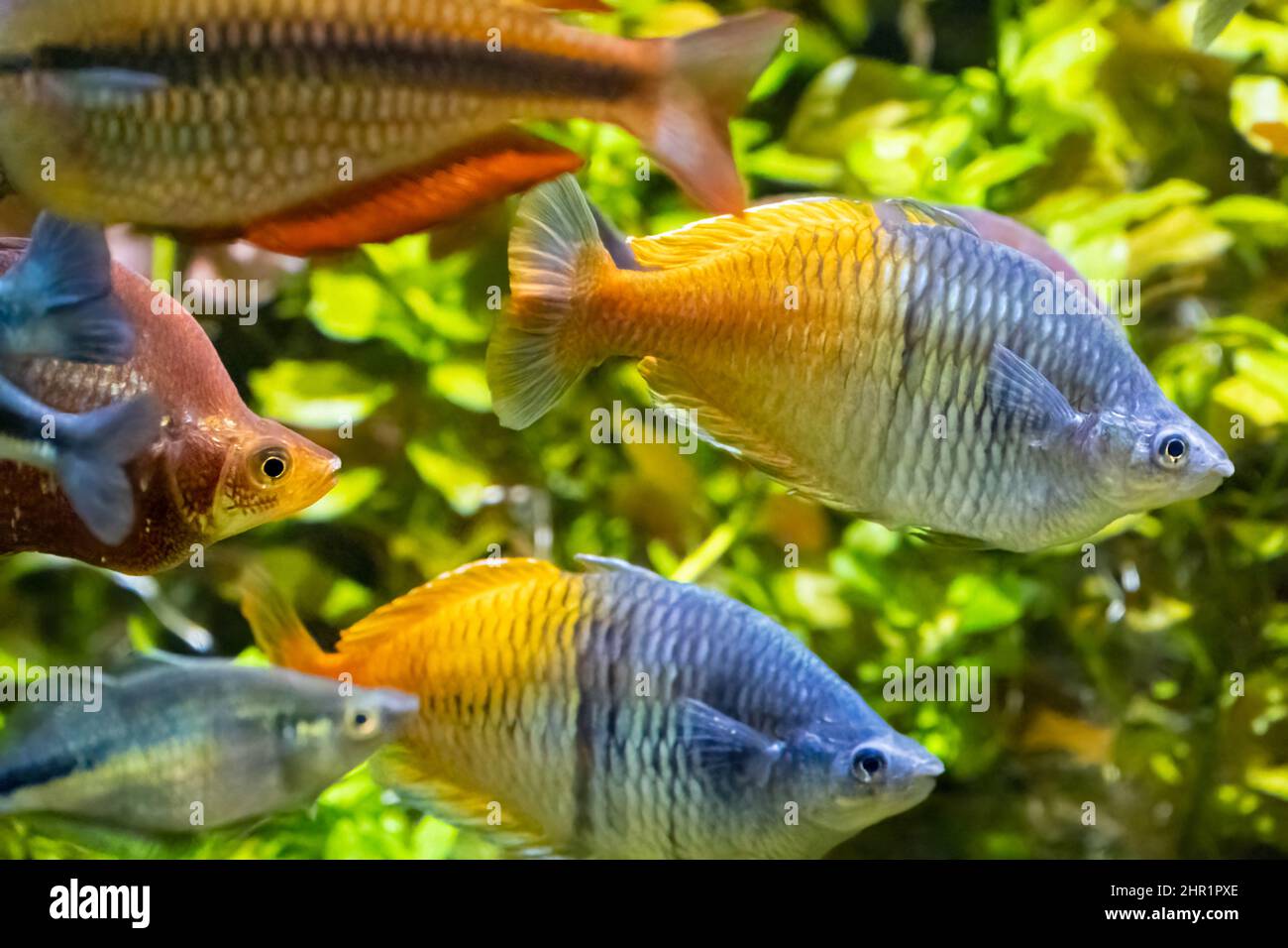 Boesemani Rainbow Fish Female