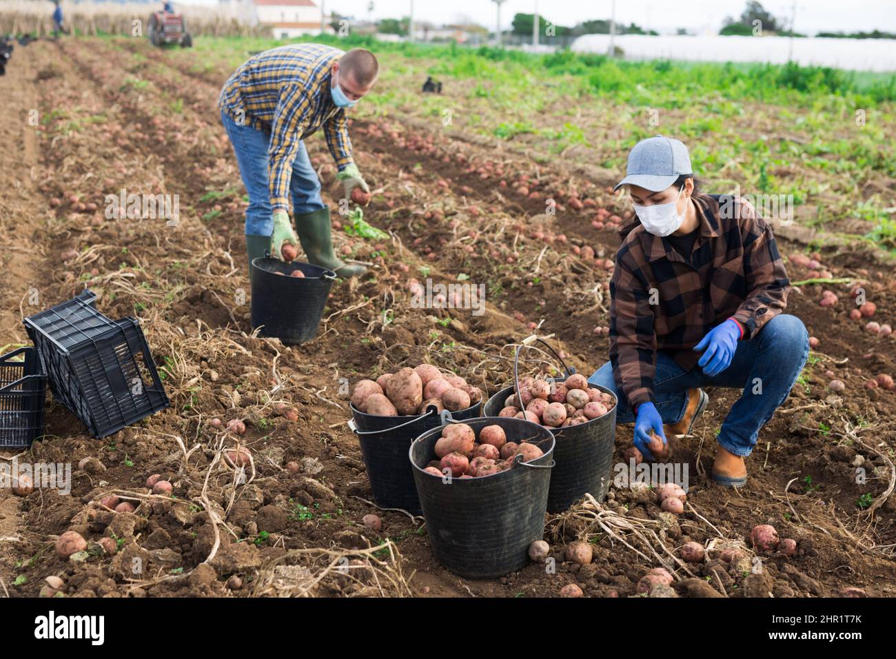 Woman harvesting fresh potatoes in hi-res stock photography and images - Alamy