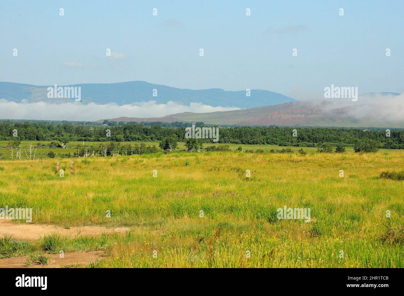 A field of grass and a small birch forest at the foot of high hills ...
