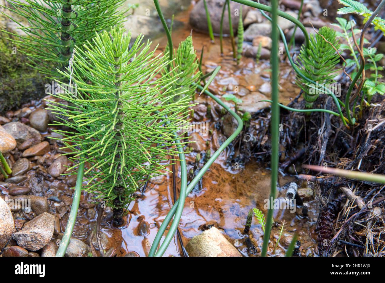 New growth of Horsetail reeds growing in a spring Stock Photo - Alamy