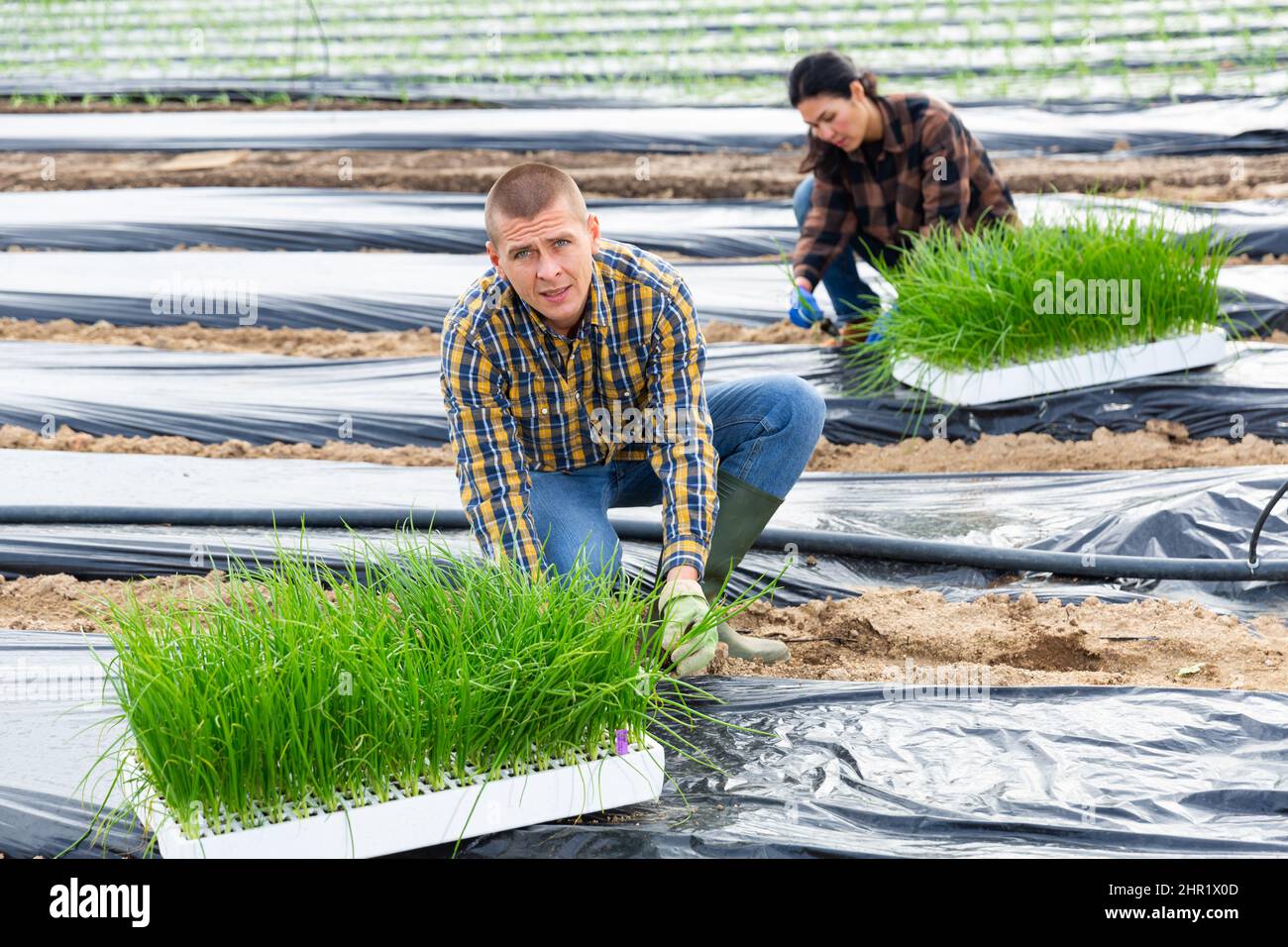 Farmer planting bulbs in farm field Stock Photo - Alamy