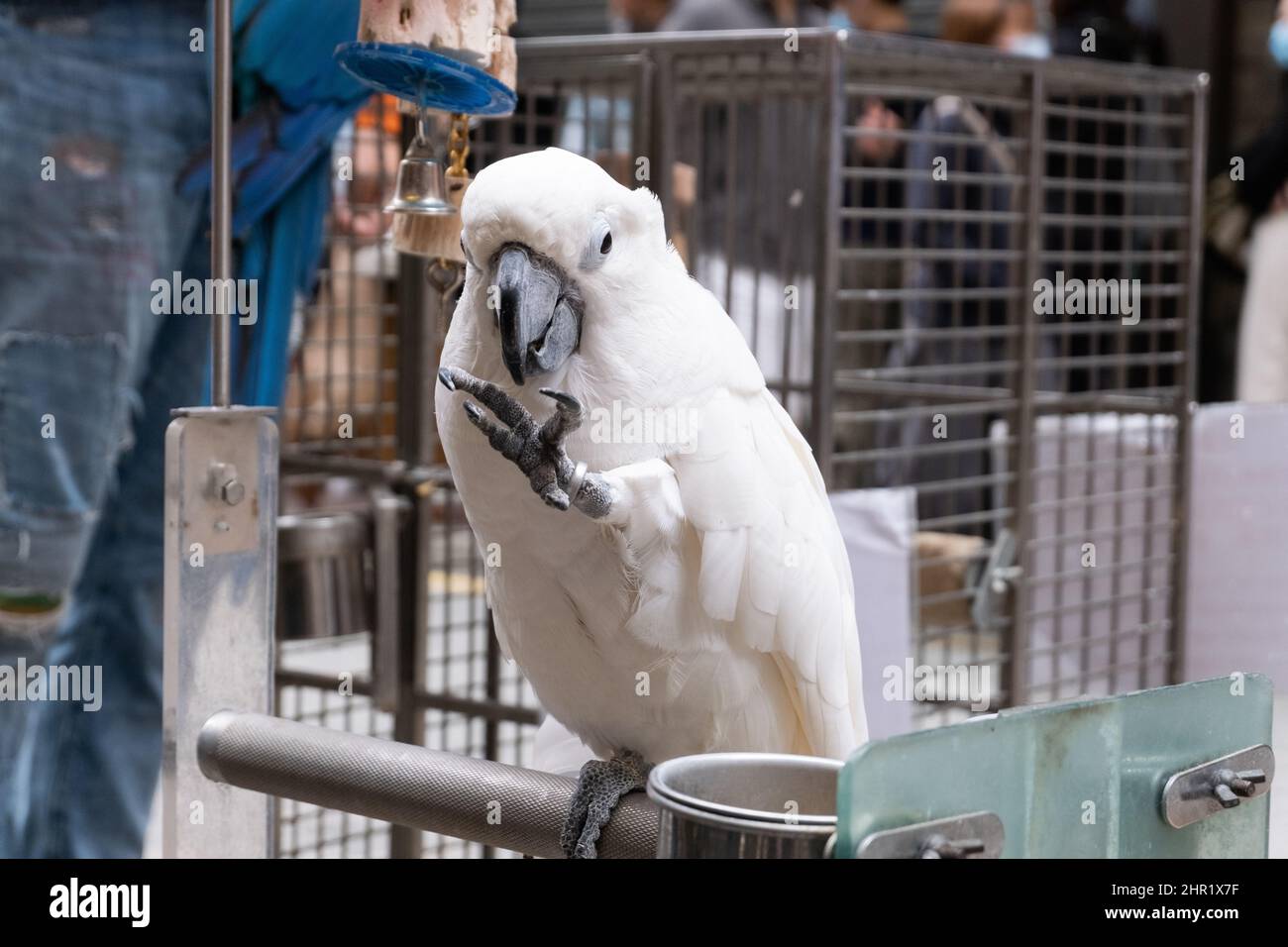 Pet parrot hi-res stock photography and images - Alamy
