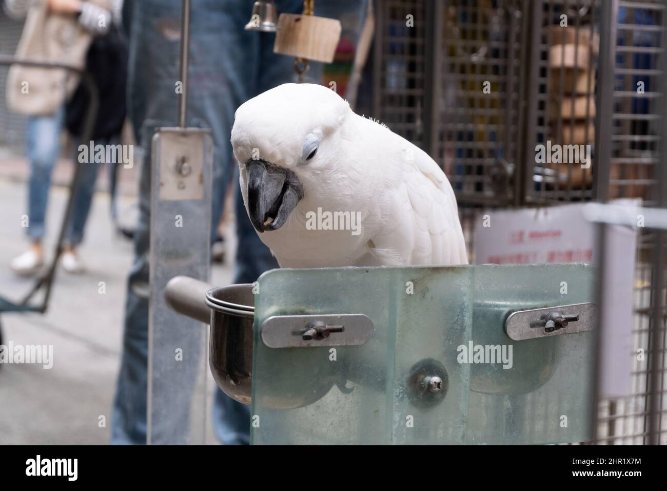 Pet parrot standing on parrot stand in the streets of Hong Kong Stock ...
