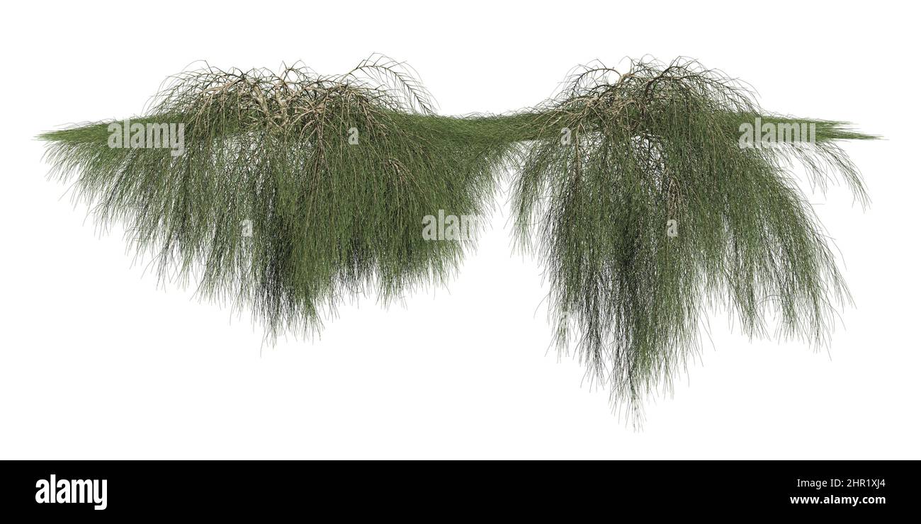 3D illustration climbing plants creepers isolated on white background ...