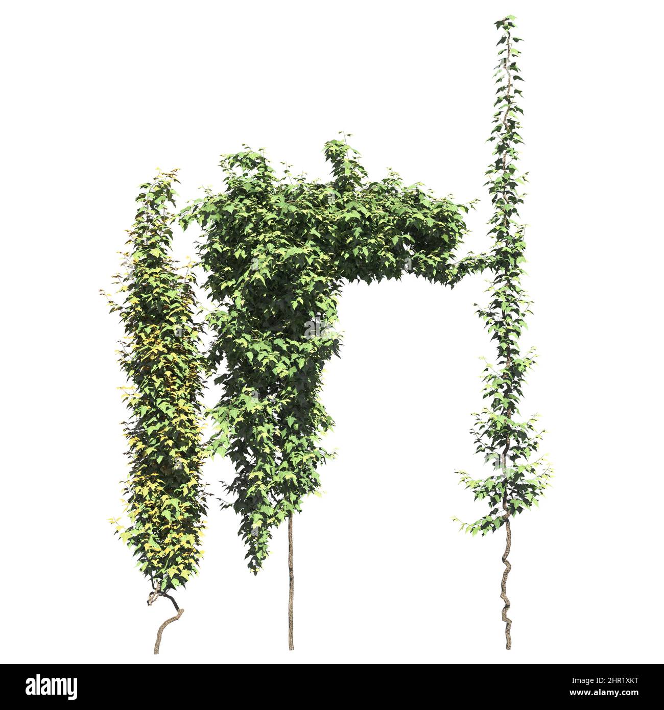 3D illustration climbing plants creepers isolated on white background ...