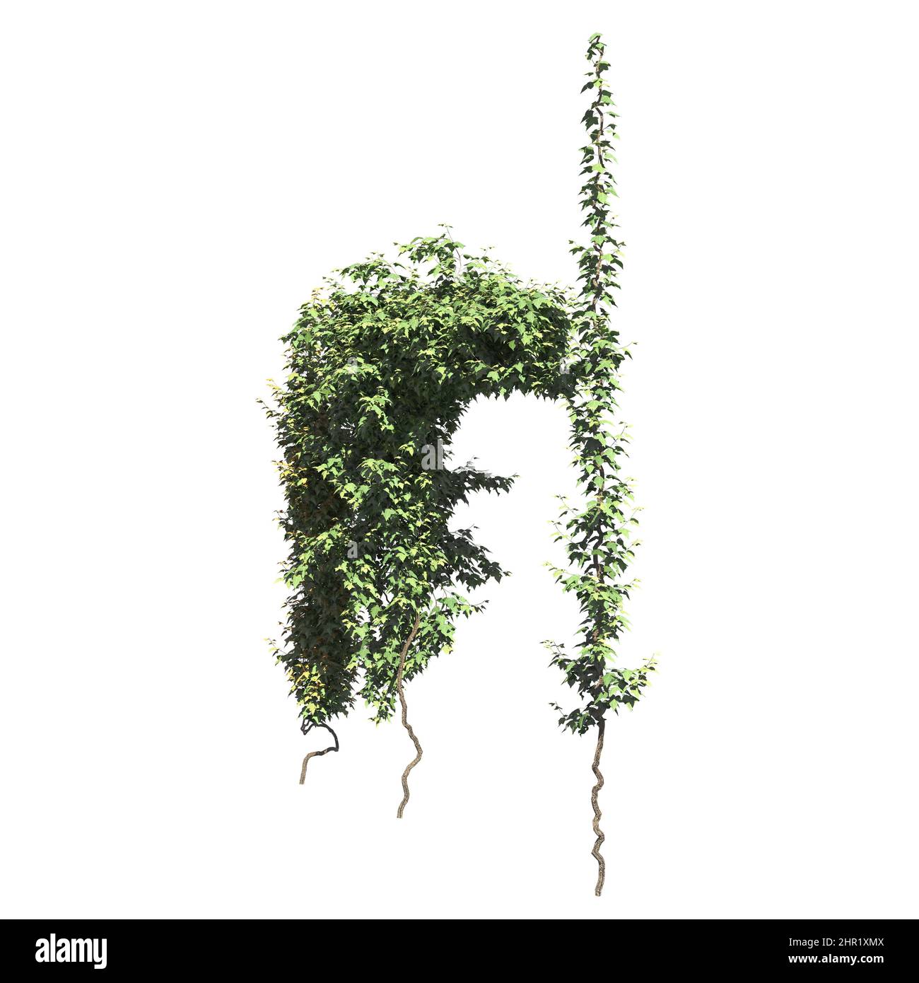 3D illustration climbing plants creepers isolated on white background ...