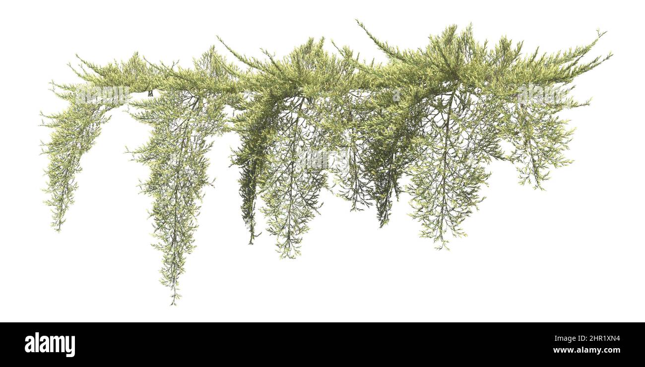 3D illustration climbing plants creepers isolated on white background ...