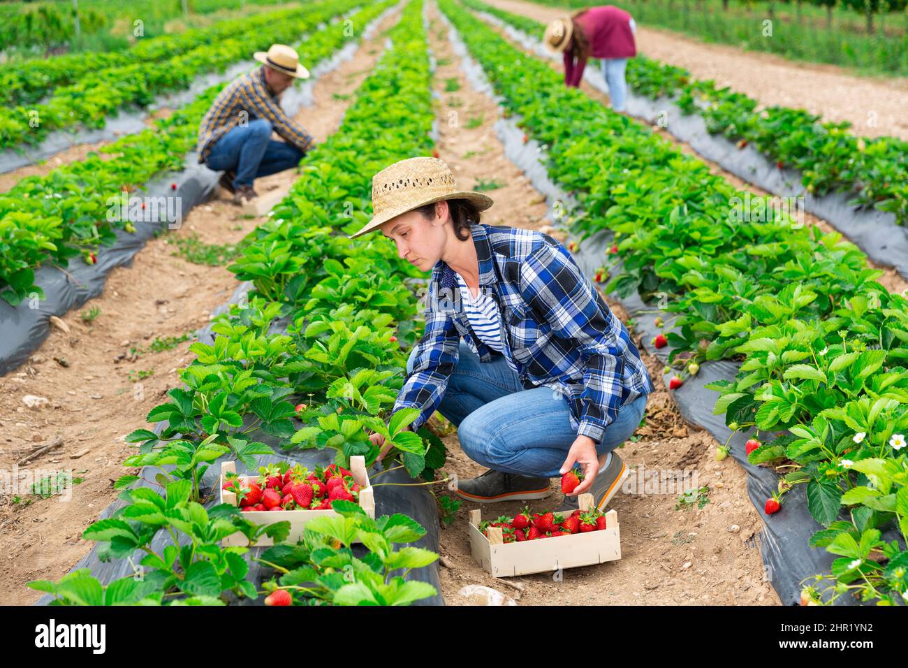Team of farmers picking strawberry at farm Stock Photo - Alamy