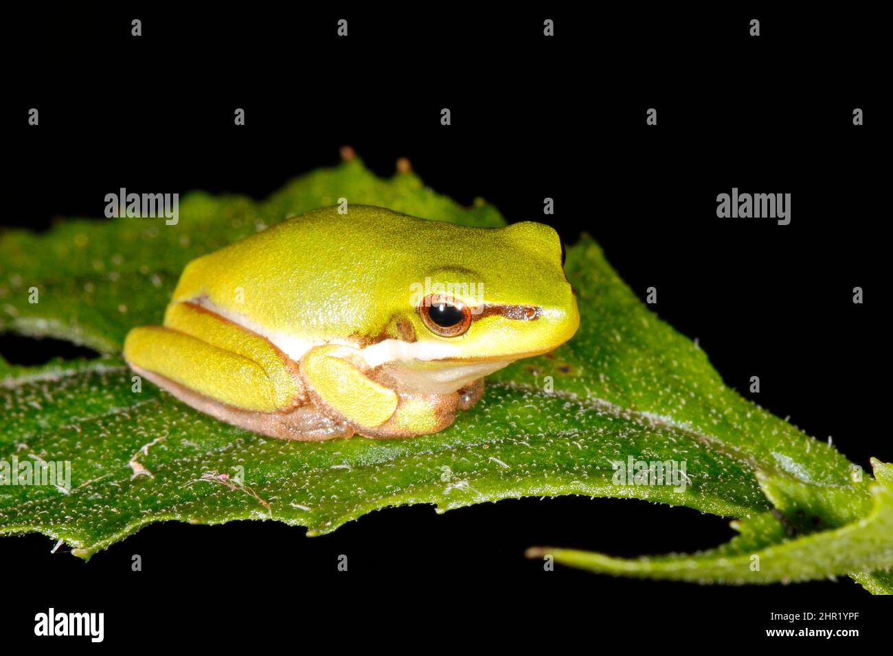 Eastern Dwarf Tree Frog, Litoria fallax. Also known as the Eastern ...