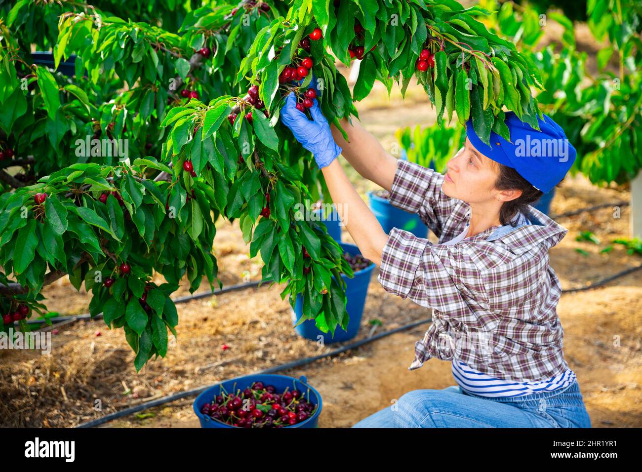 Fruitnursery hi-res stock photography and images - Alamy