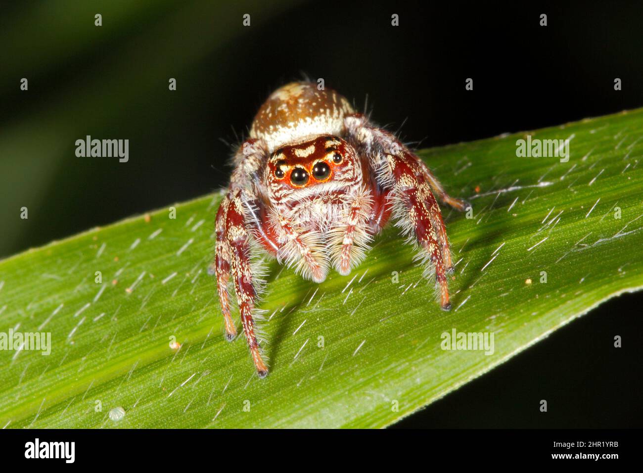 Garden Jumping Spider, Opisthoncus parcedentatus. Showing face and eyes ...