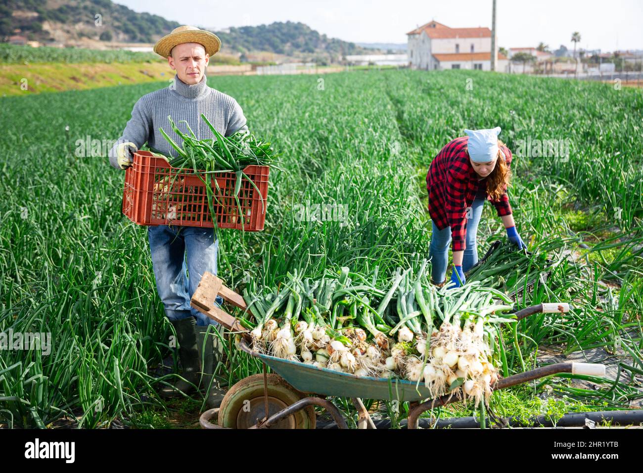 Farm family harvesting spring onions on vegetable plantation Stock ...
