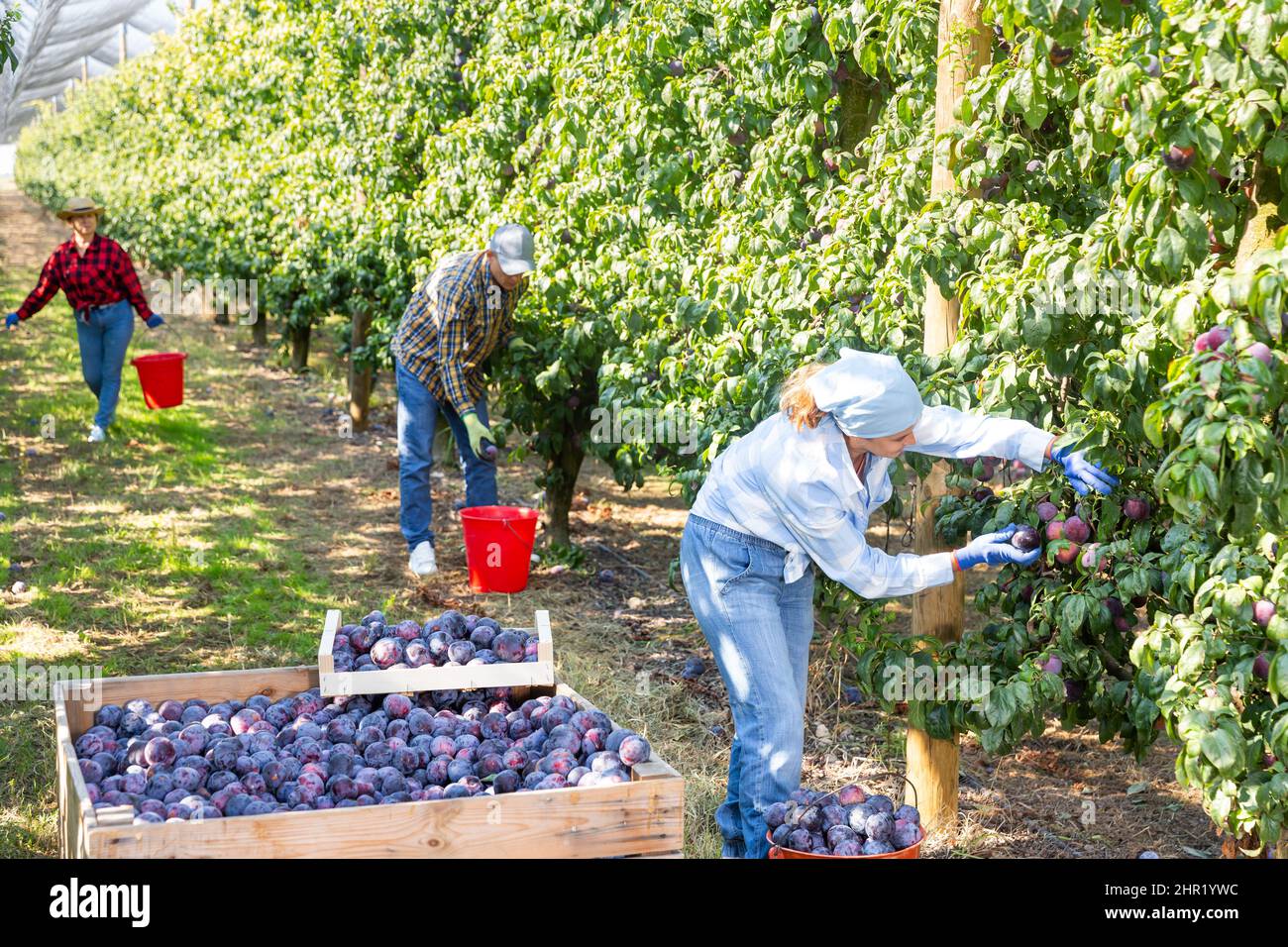 Group of people harvesting ripe plums in fruit garden Stock Photo - Alamy