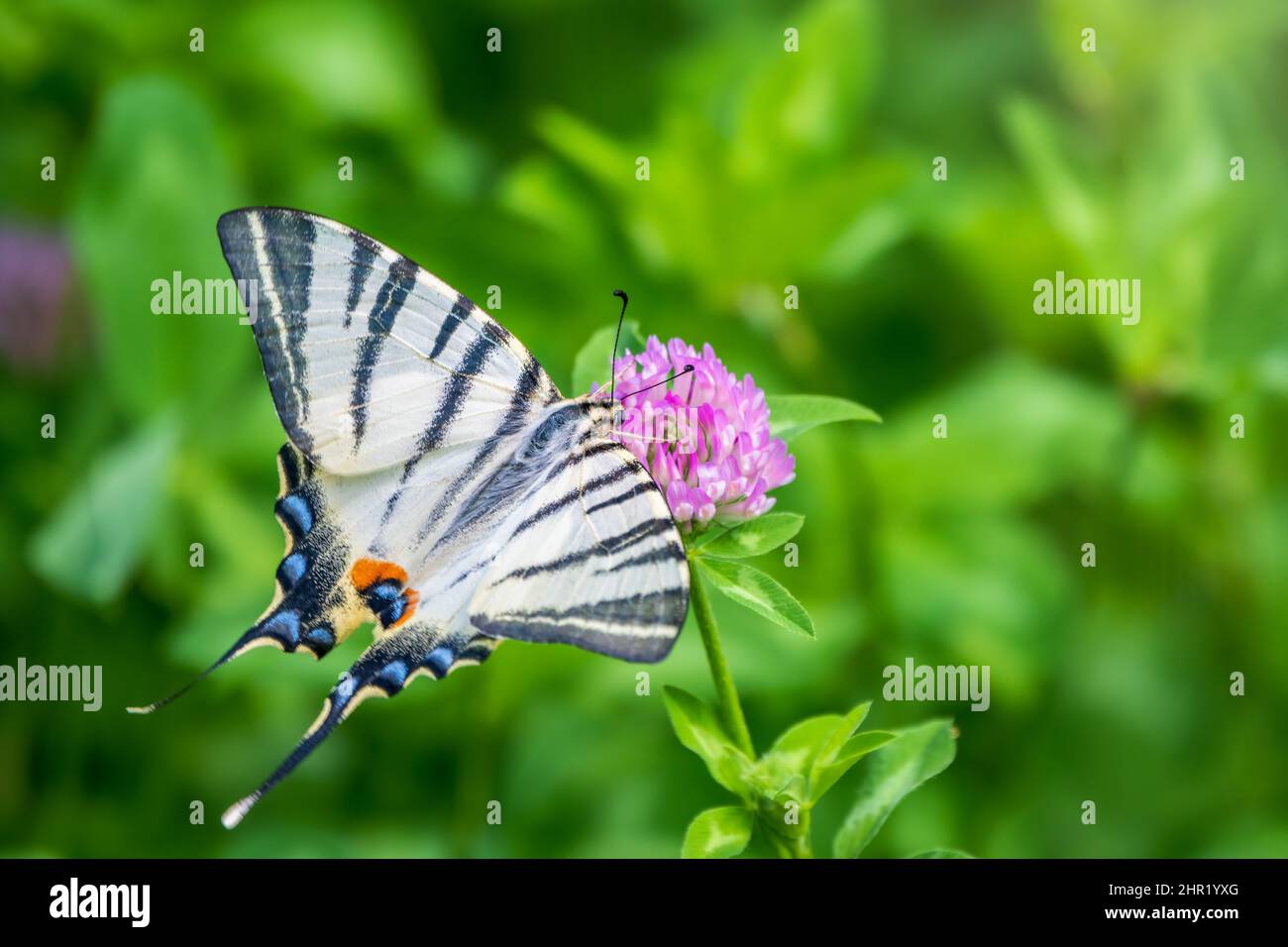 Beautiful Butterfly Scarce Swallowtail, Sail Swallowtail, Pear-tree ...