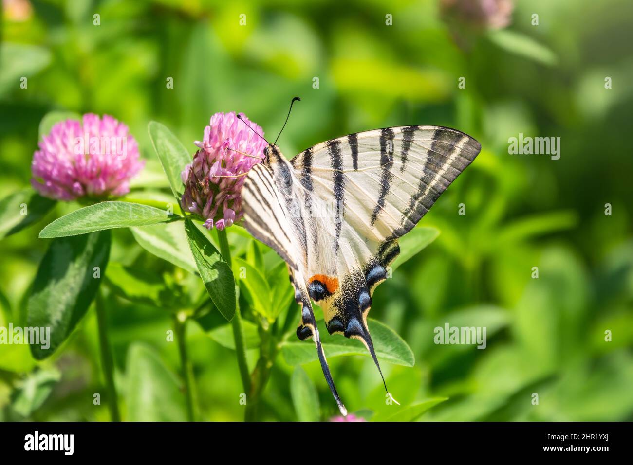Beautiful Butterfly Scarce Swallowtail, Sail Swallowtail, Pear-tree ...