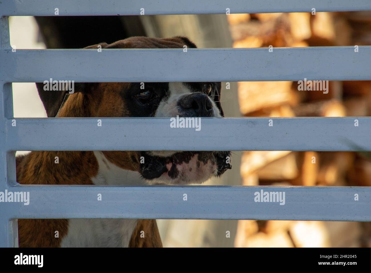 A lonely pet dog behind the bars of a garden gate Stock Photo - Alamy