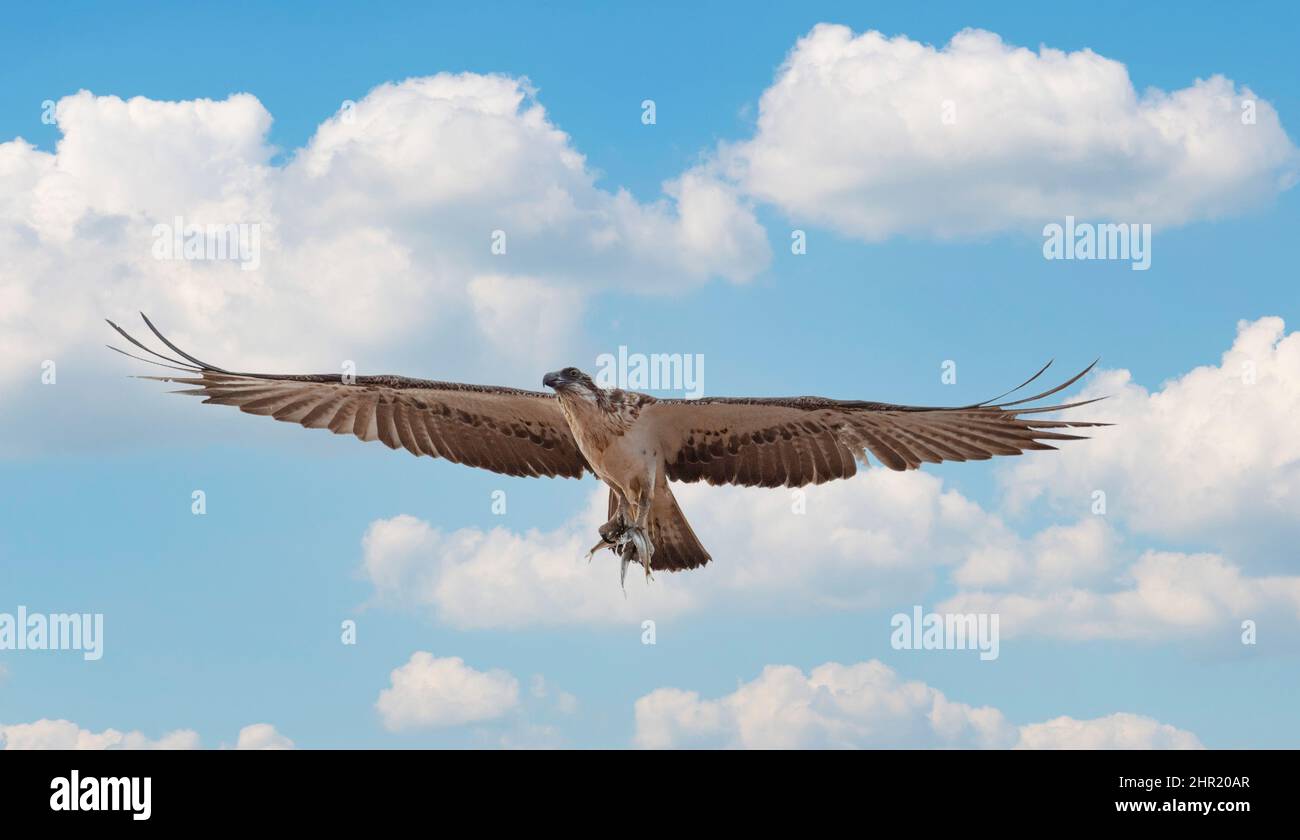 Osprey carrying fish back to its nest on the Western Australian coast ...