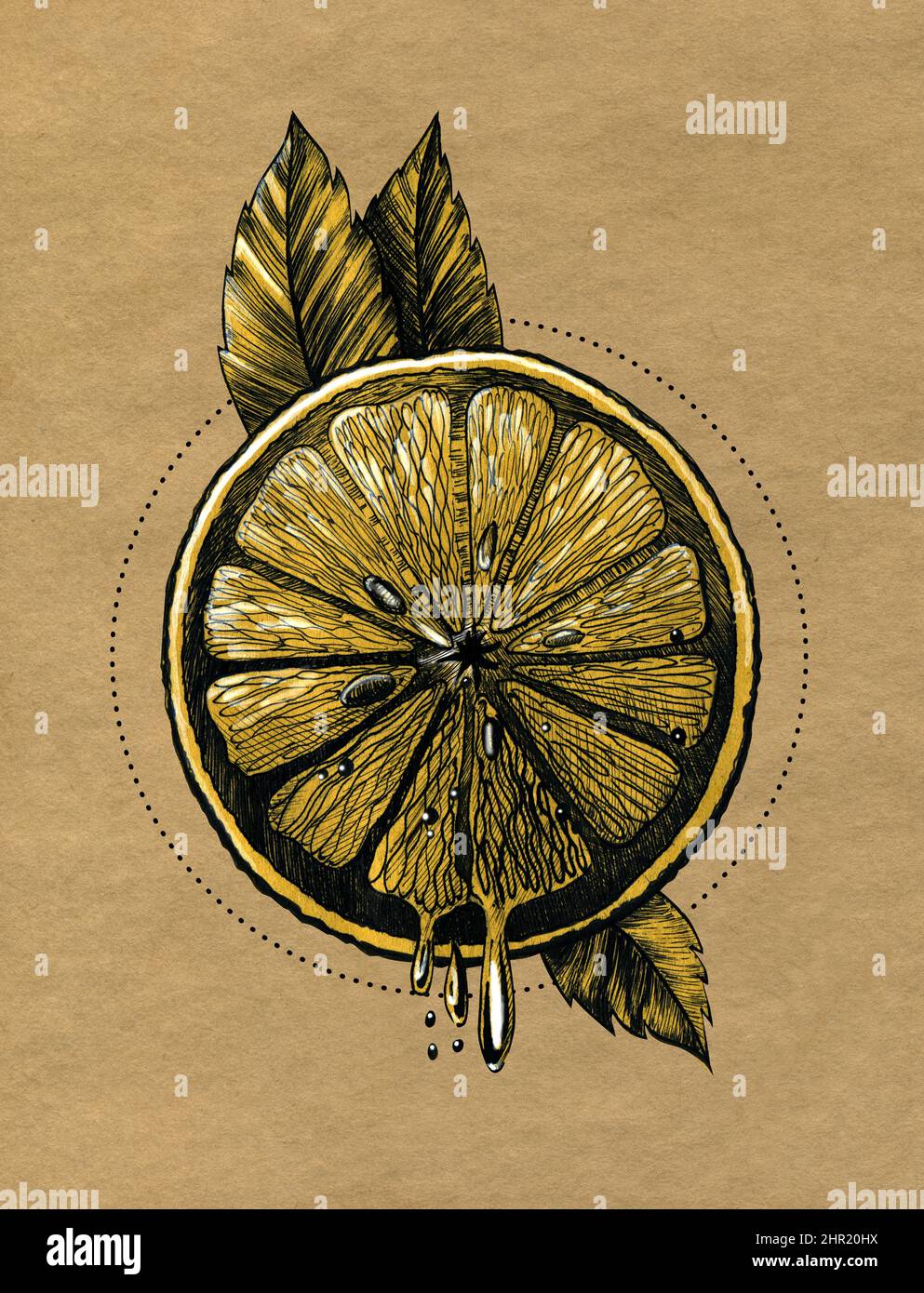Half of a lemon. Ink drawing on brown craft paper Stock Photo - Alamy