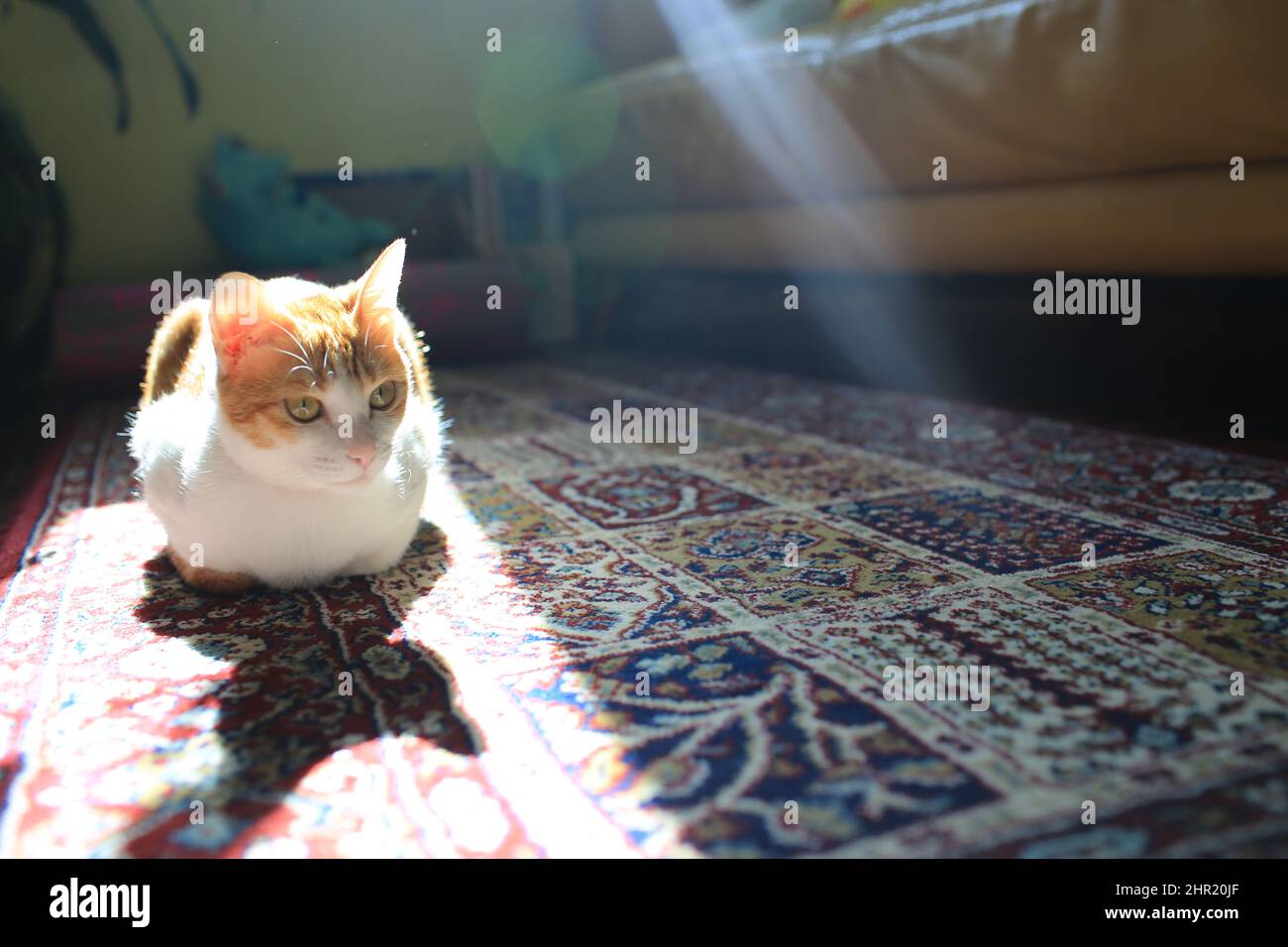 Sit carpet hi-res stock photography and images - Alamy