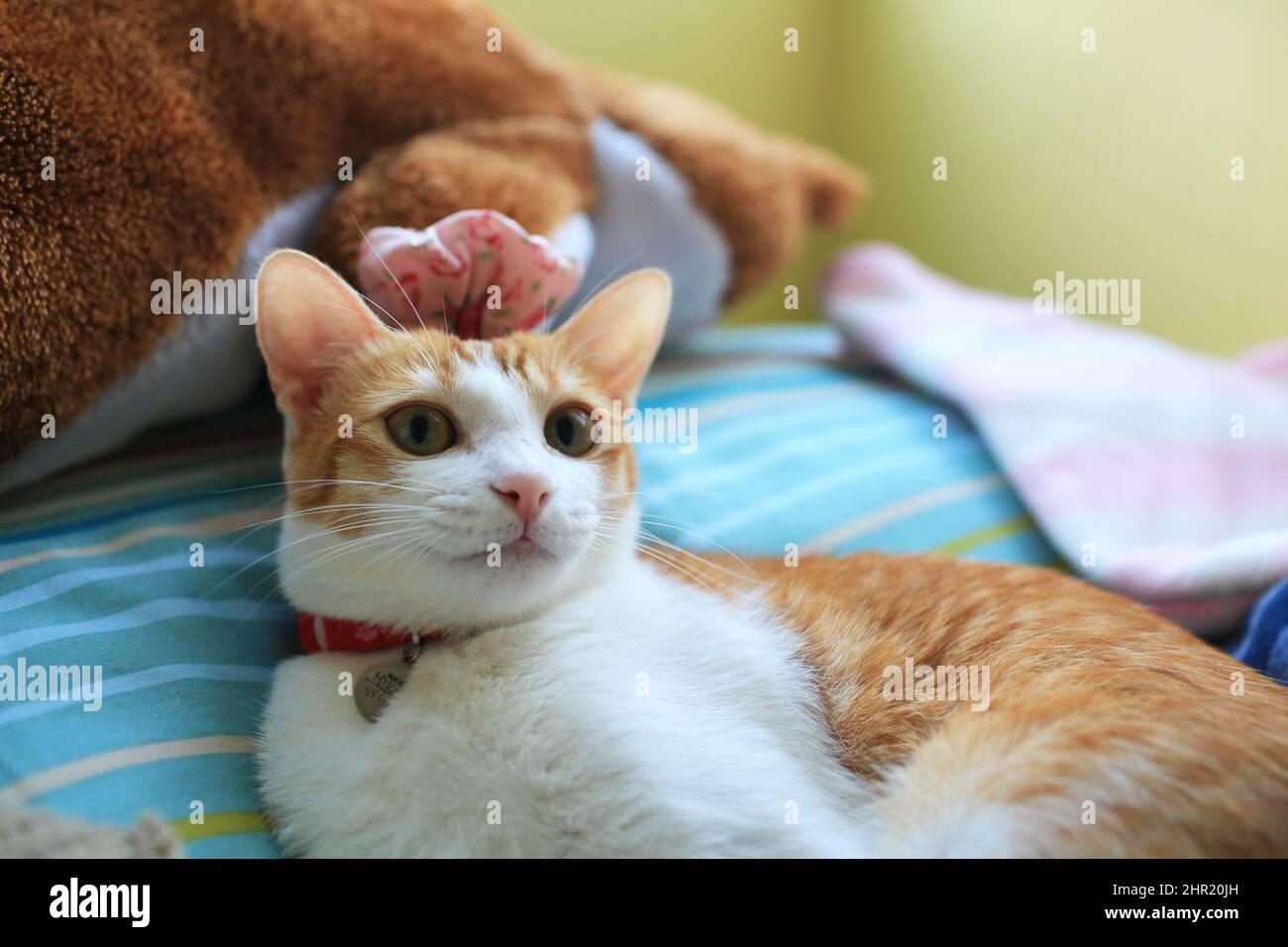 ginger cat with funny pose Stock Photo - Alamy