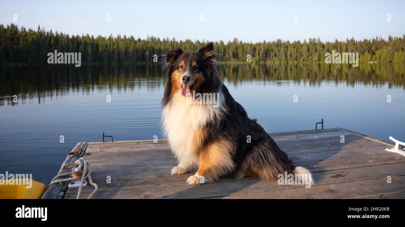 cute sitting on a dock on lake in summer Stock Photo - Alamy