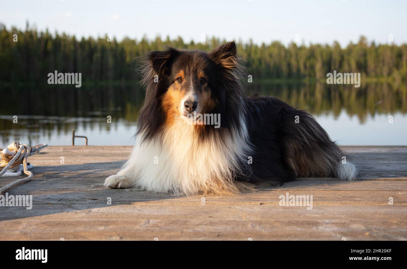 cute shetland sheepdog dog lying on a dock on lake in summer Stock ...