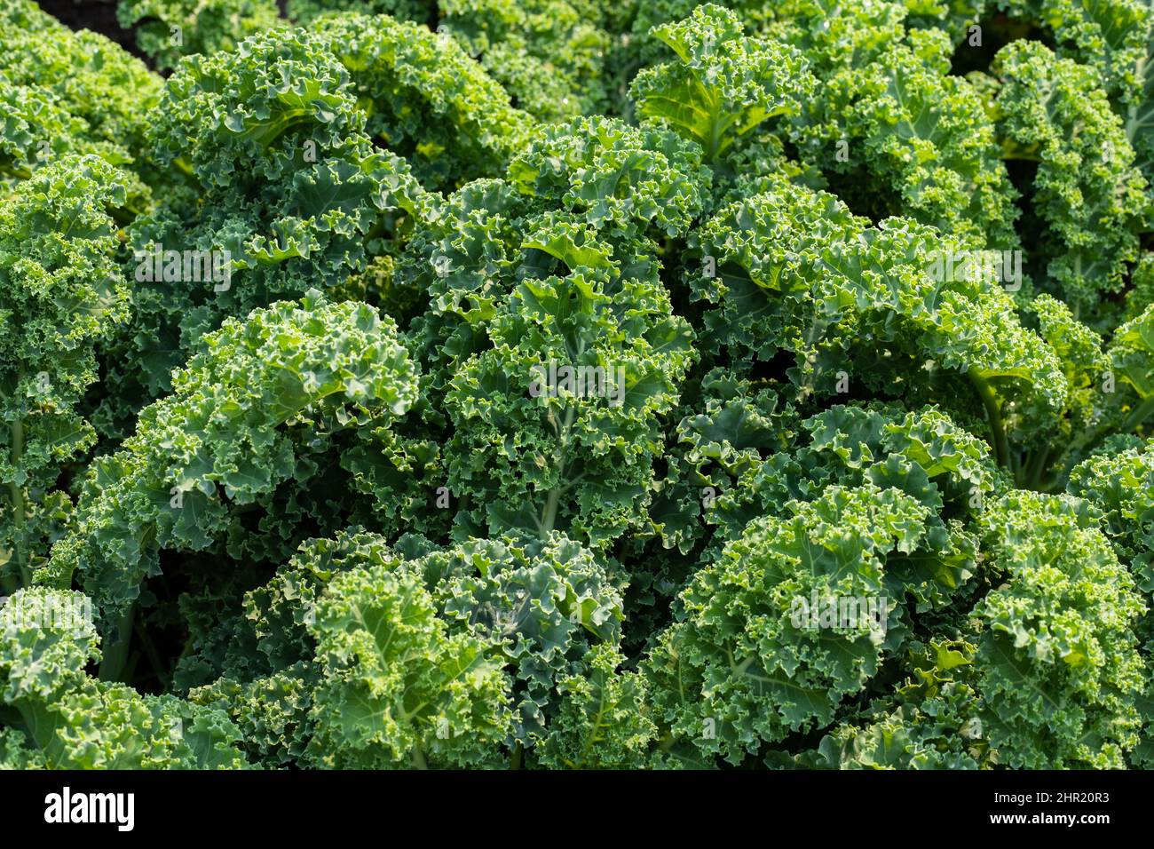 Kale background hi-res stock photography and images - Alamy