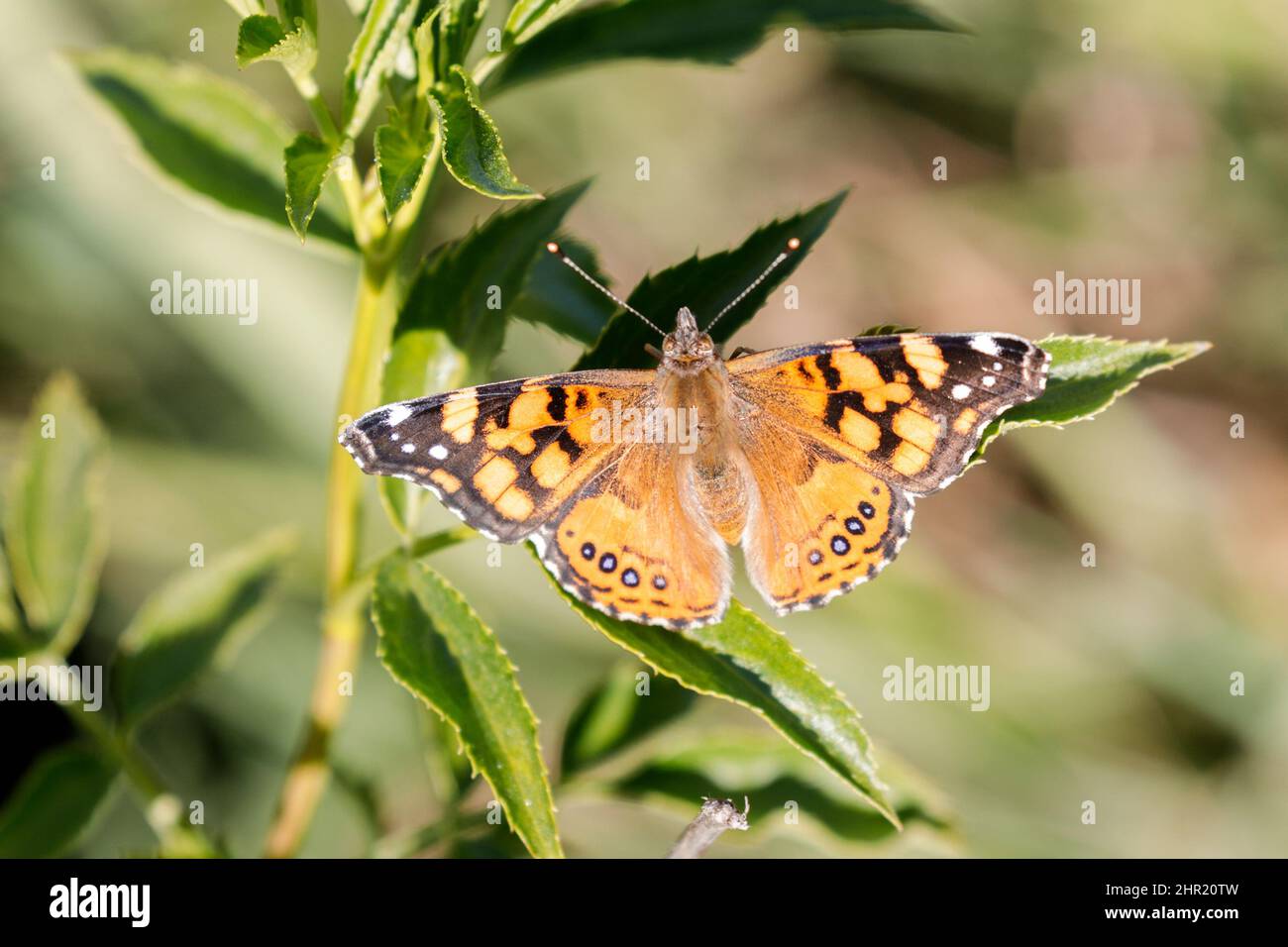 Painted Lady butterfly sunbathing on plant. Santa Clara County ...