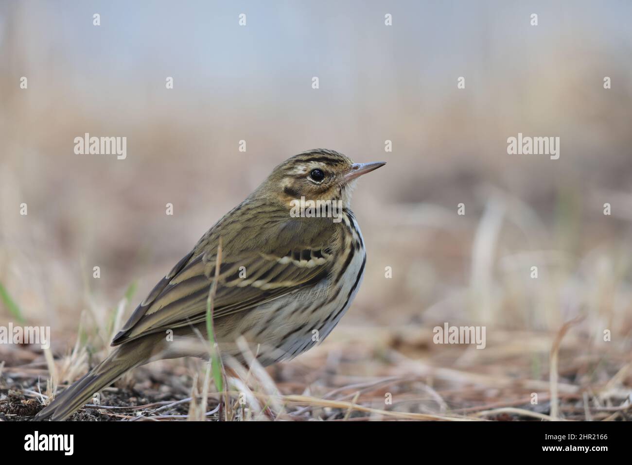 Olive-backed Pipit (Anthus hodgsoni) in Japan Stock Photo - Alamy