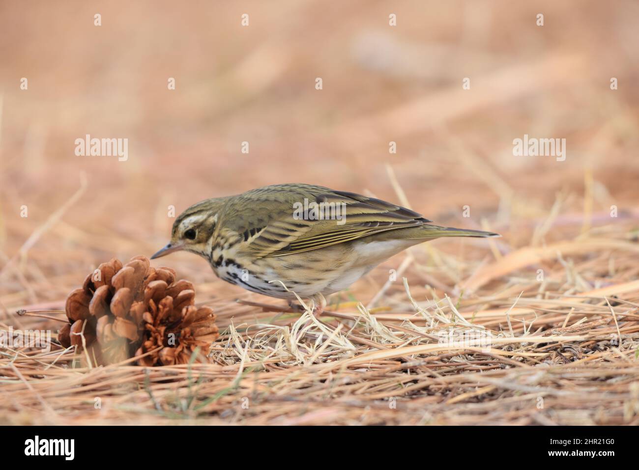 Olive-backed Pipit (Anthus hodgsoni) in Japan Stock Photo - Alamy