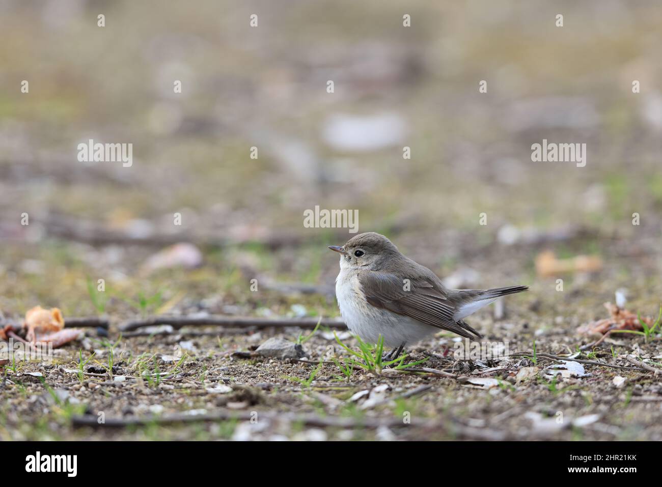Red-breasted flycatcher (Ficedula parva) in Japan Stock Photo - Alamy
