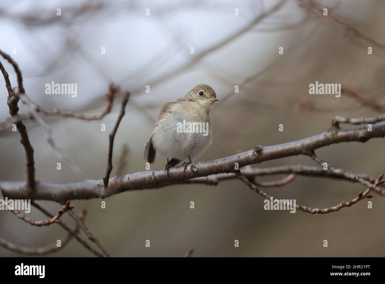 Red-breasted flycatcher (Ficedula parva) in Japan Stock Photo - Alamy