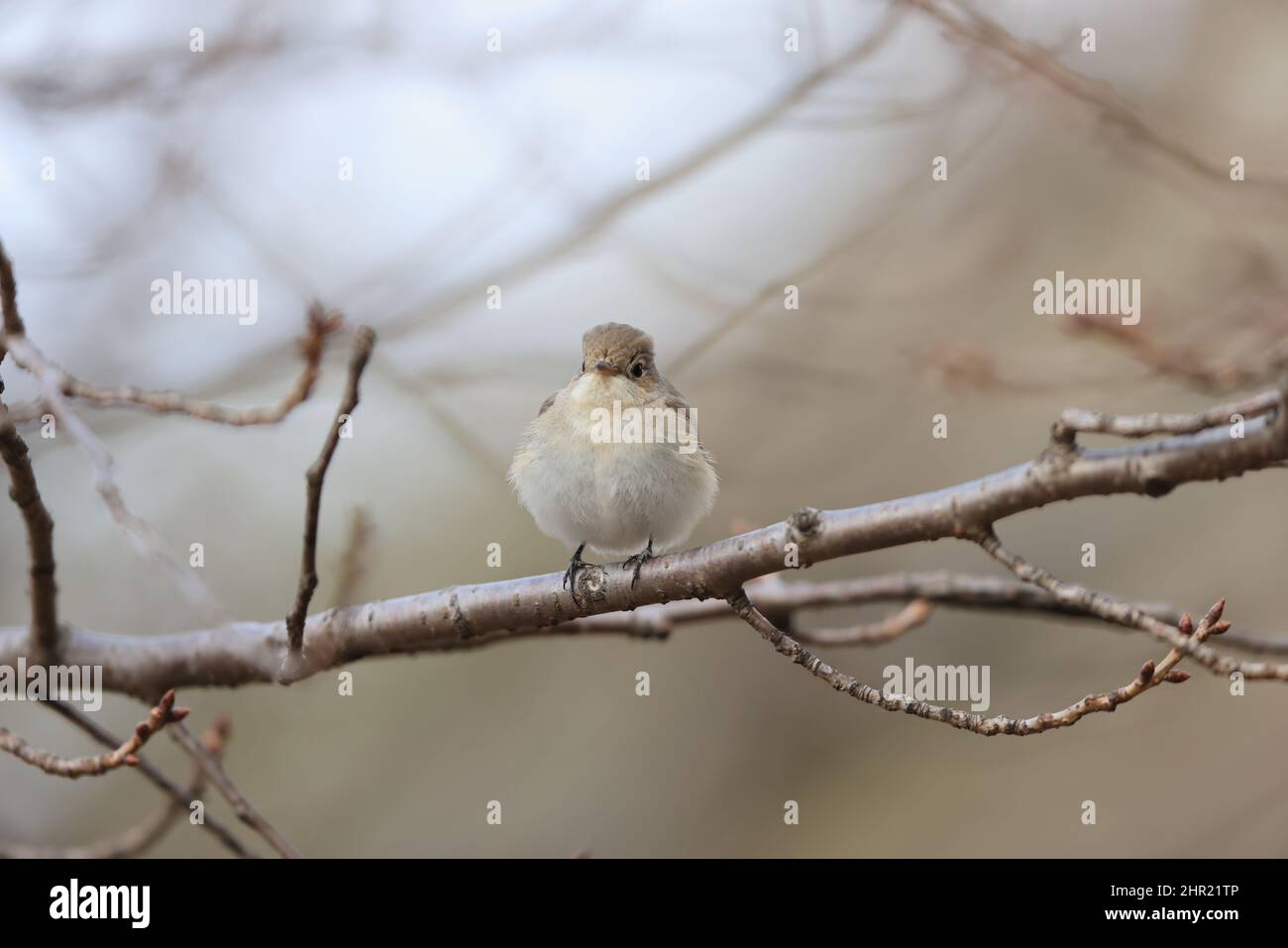 Red-breasted flycatcher (Ficedula parva) in Japan Stock Photo - Alamy