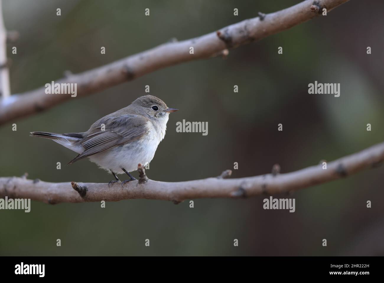 Red-breasted flycatcher (Ficedula parva) in Japan Stock Photo - Alamy