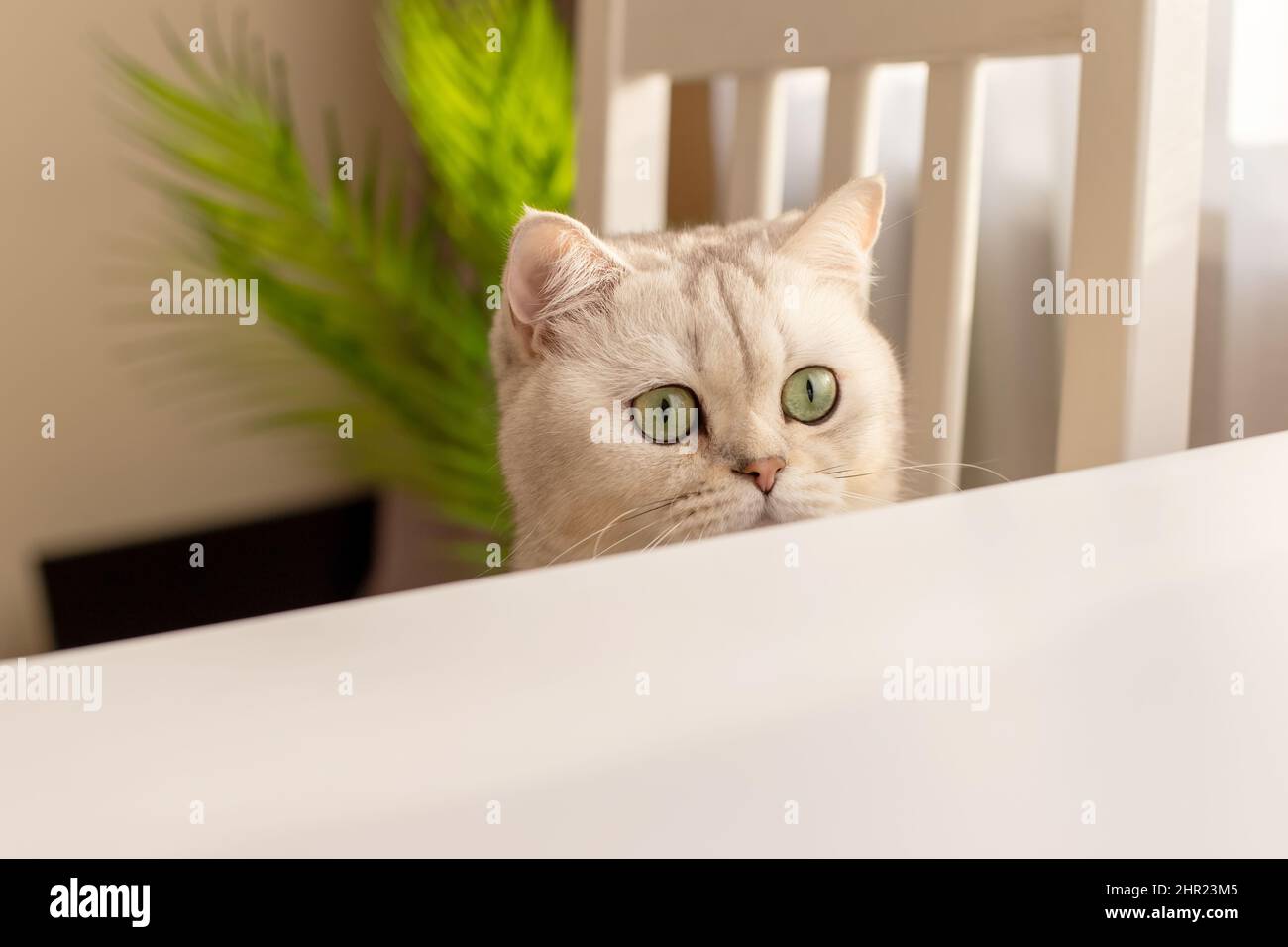 Cat sit under table hi-res stock photography and images - Alamy