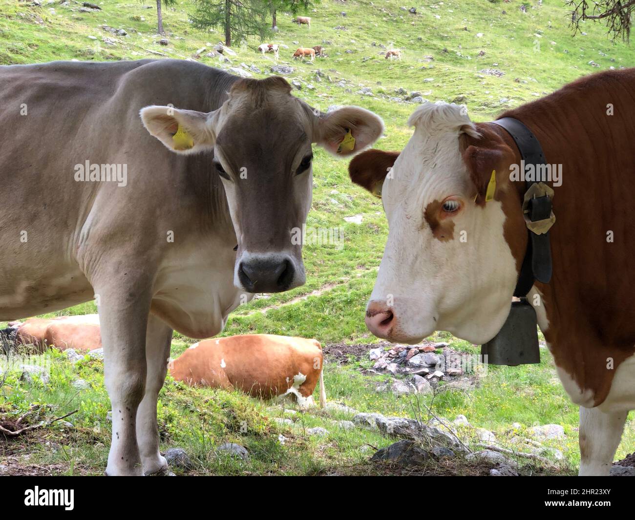 Alto adige alm kuh hi-res stock photography and images - Alamy