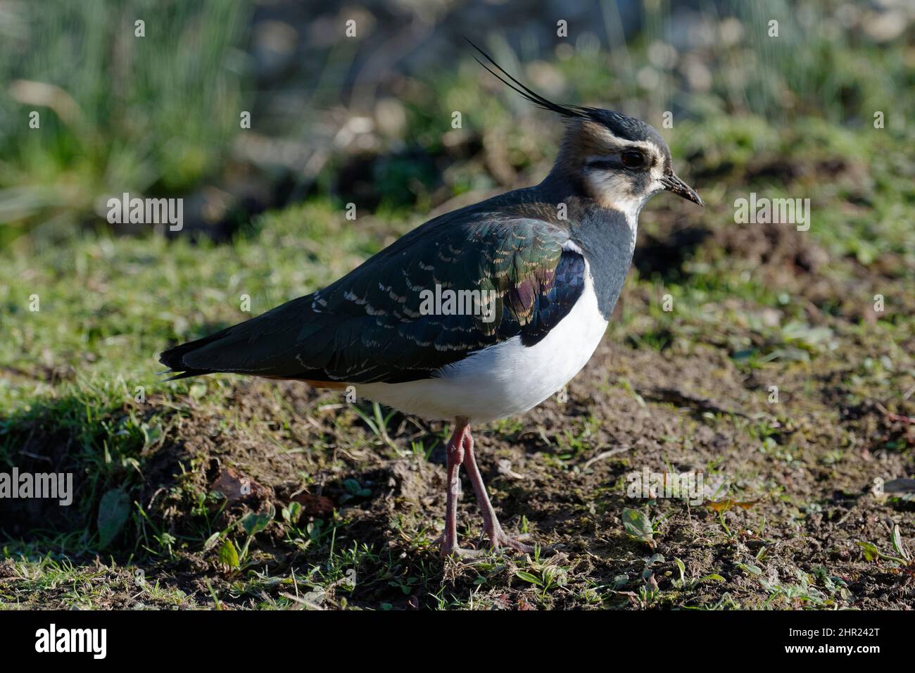 Northern Lapwing - Vanellus vanellus, black and white wader bird Stock ...