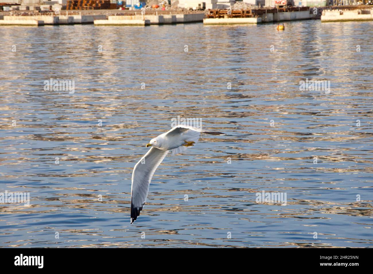 Mediterranean gull with open wings in flight hi-res stock photography ...