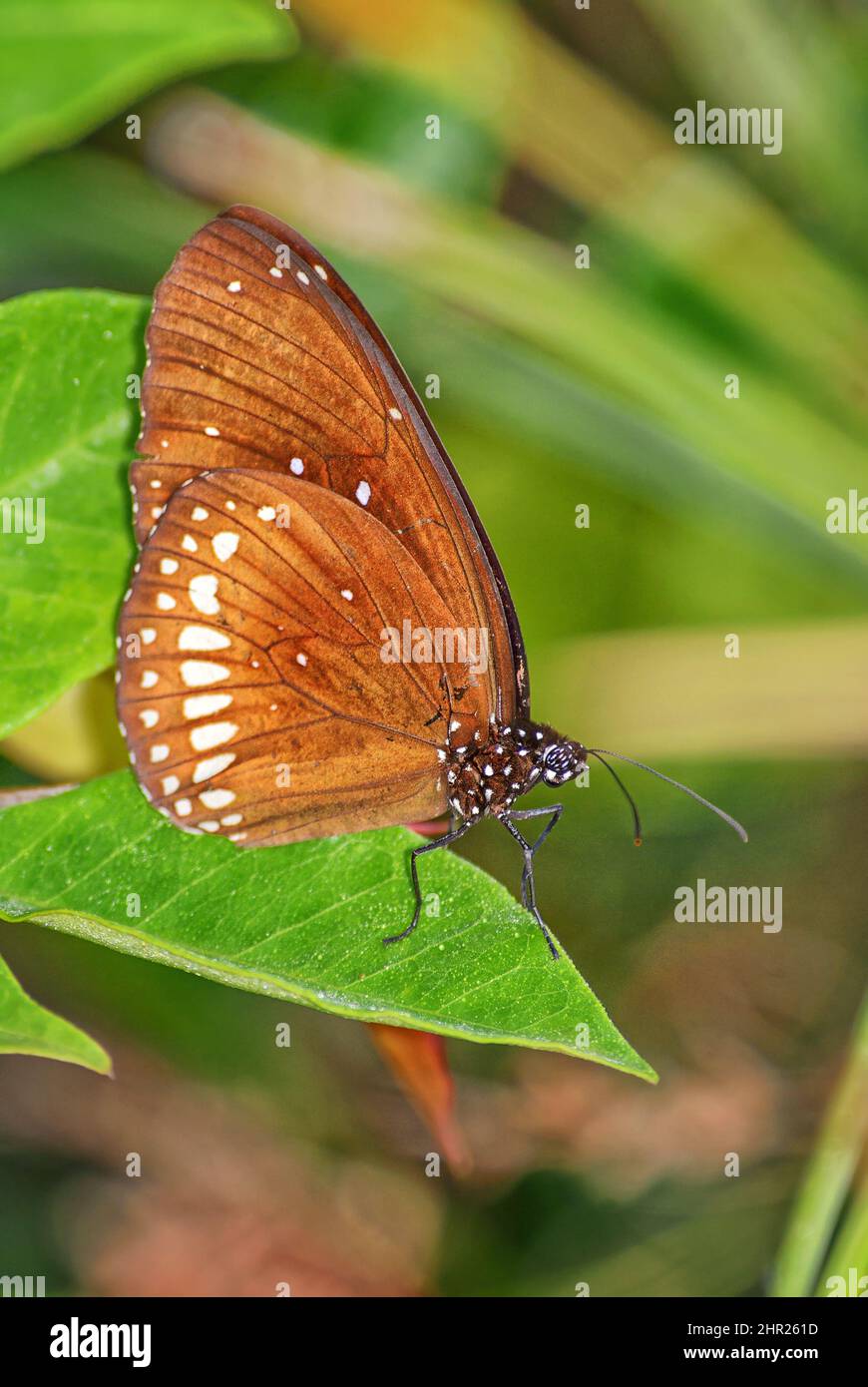 Common Indian Crow butterfly - Euploea core, large colored butterfly ...