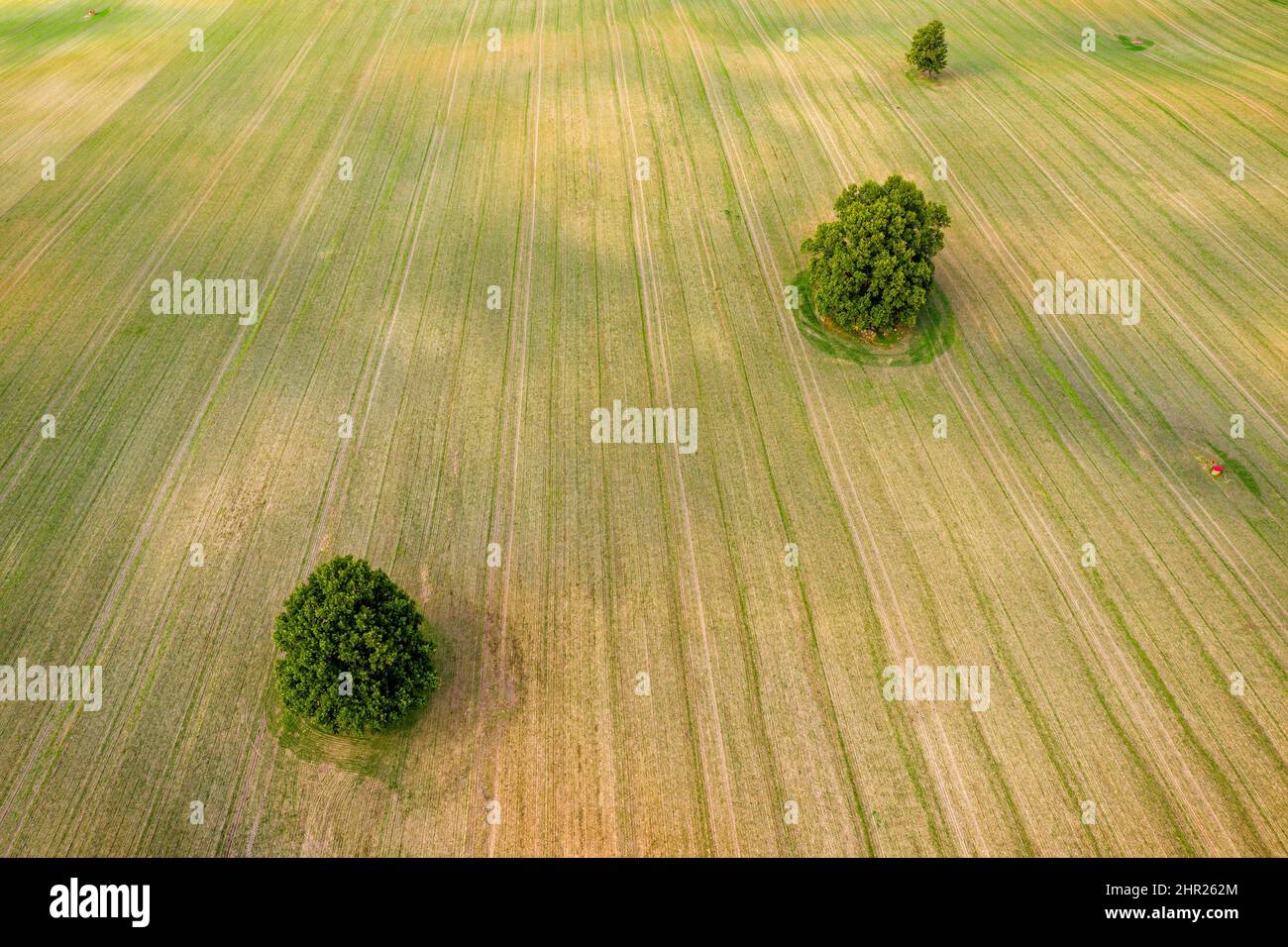 aerial view on several large trees in the middle of a striped ...