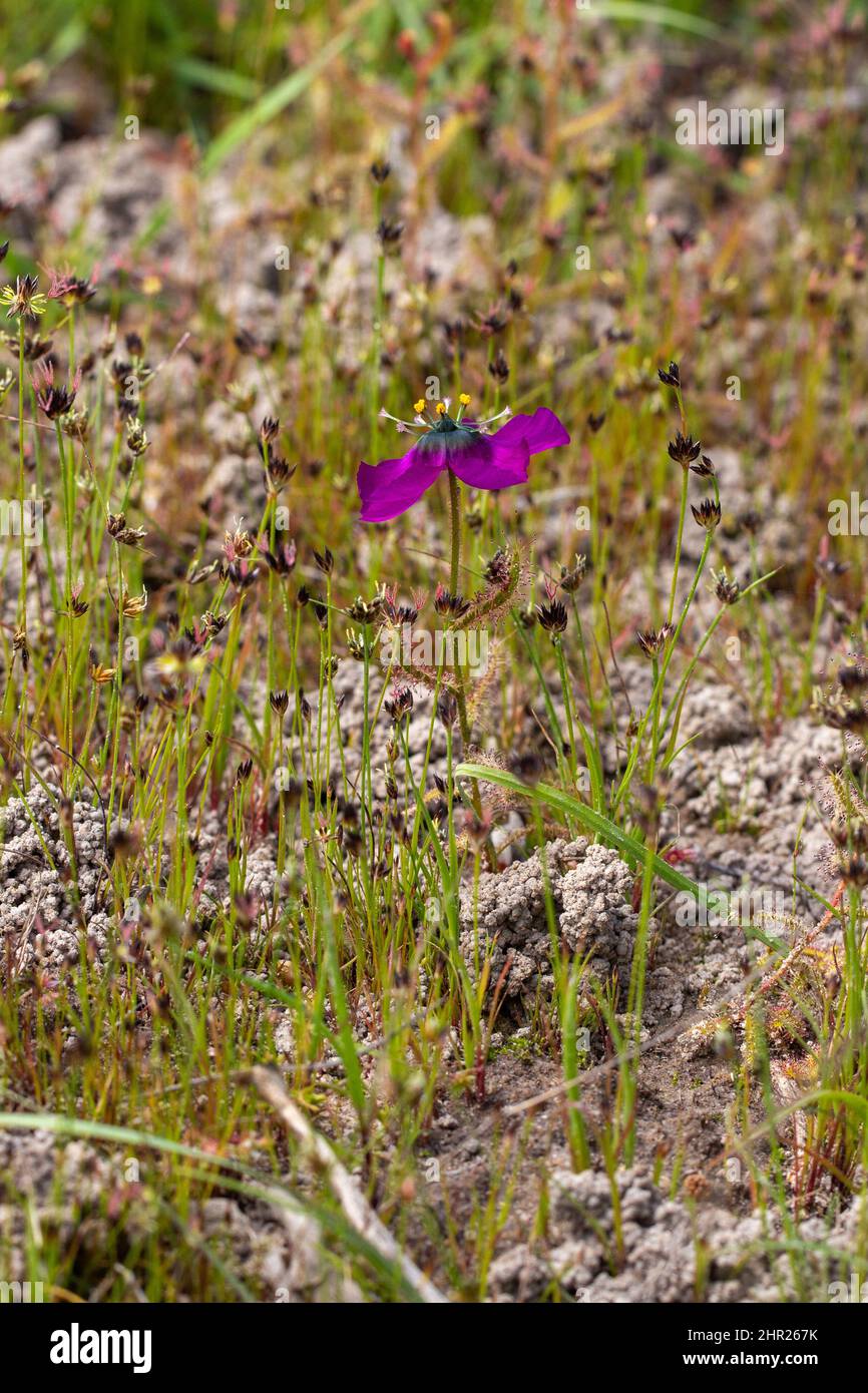 South African Wildlfower: Portrait of a purple flowering Drosera cistiflora in natural habitat ...