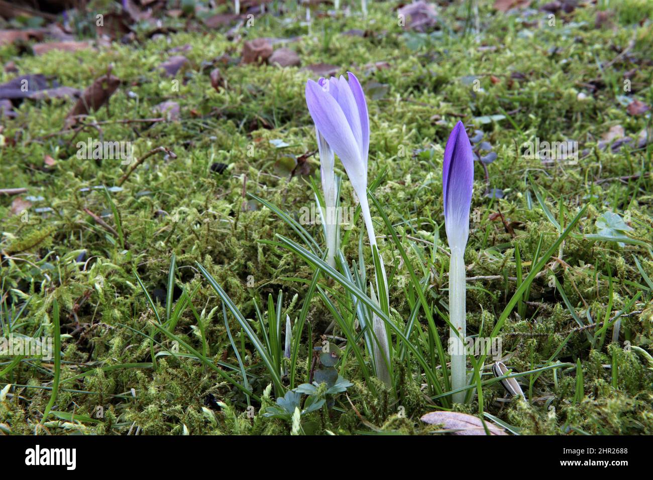 Crocus the first harbinger of spring in the new year Stock Photo - Alamy
