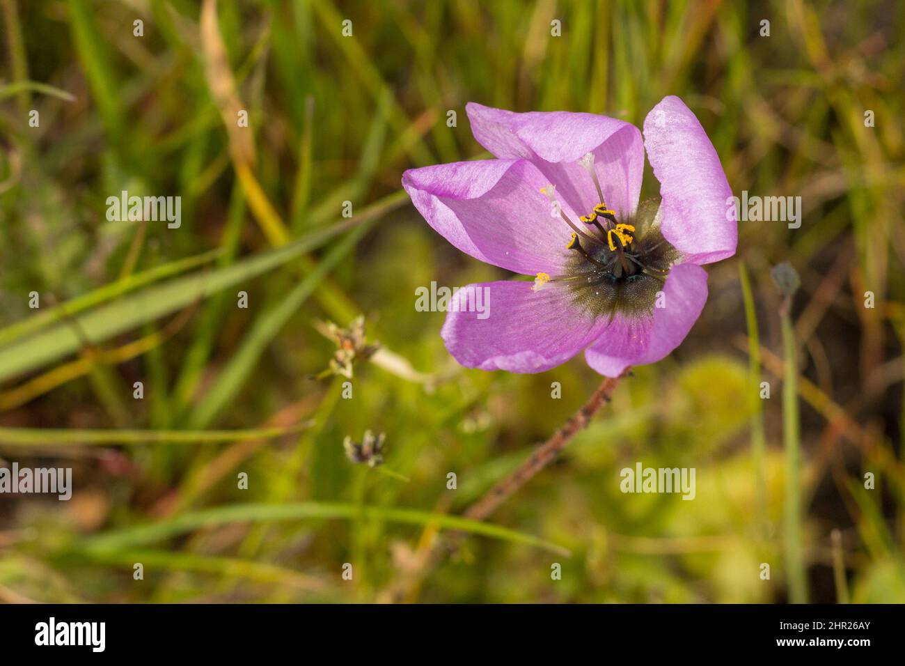 The pink flower of Drosera pauciflora near Darling, Western Cape of ...