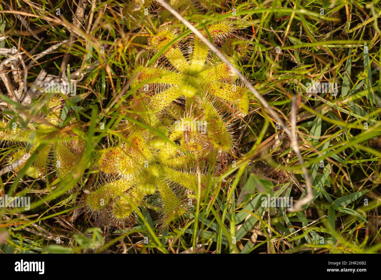 Some rosettes of the carnivorous plant Drosera pauciflora near Darling ...
