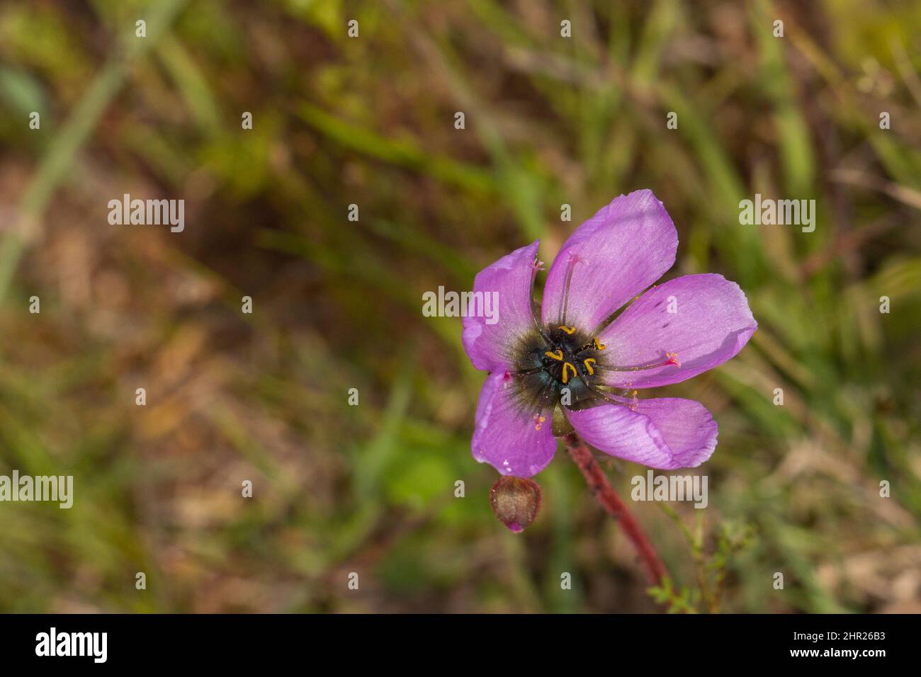 Pink flower of Drosera pauciflora near Darling in the Western Cape of ...